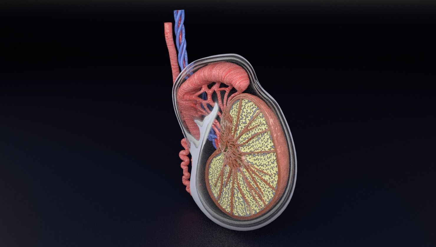 Testis Anatomy Histology 3d Model Blender Market