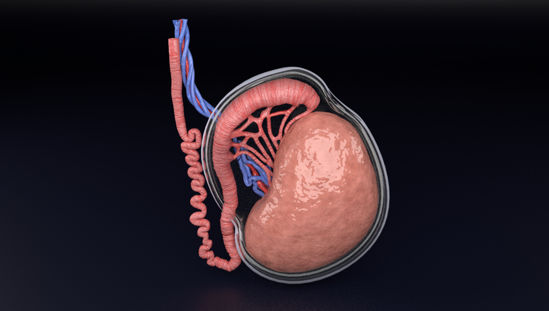 testis anatomy histology 3D model - Blender Market