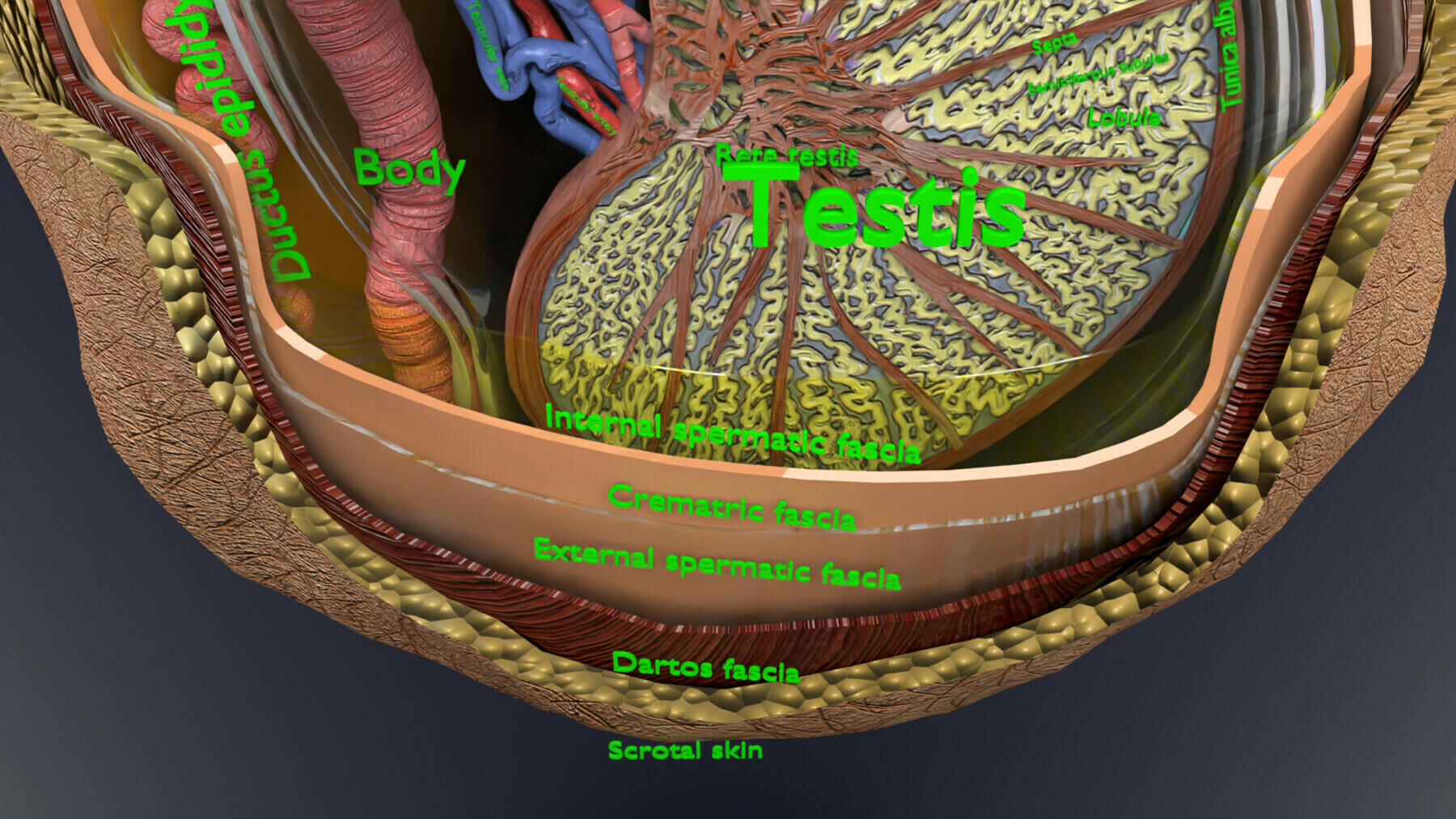 testis with covering layers 3D model - Blender Market