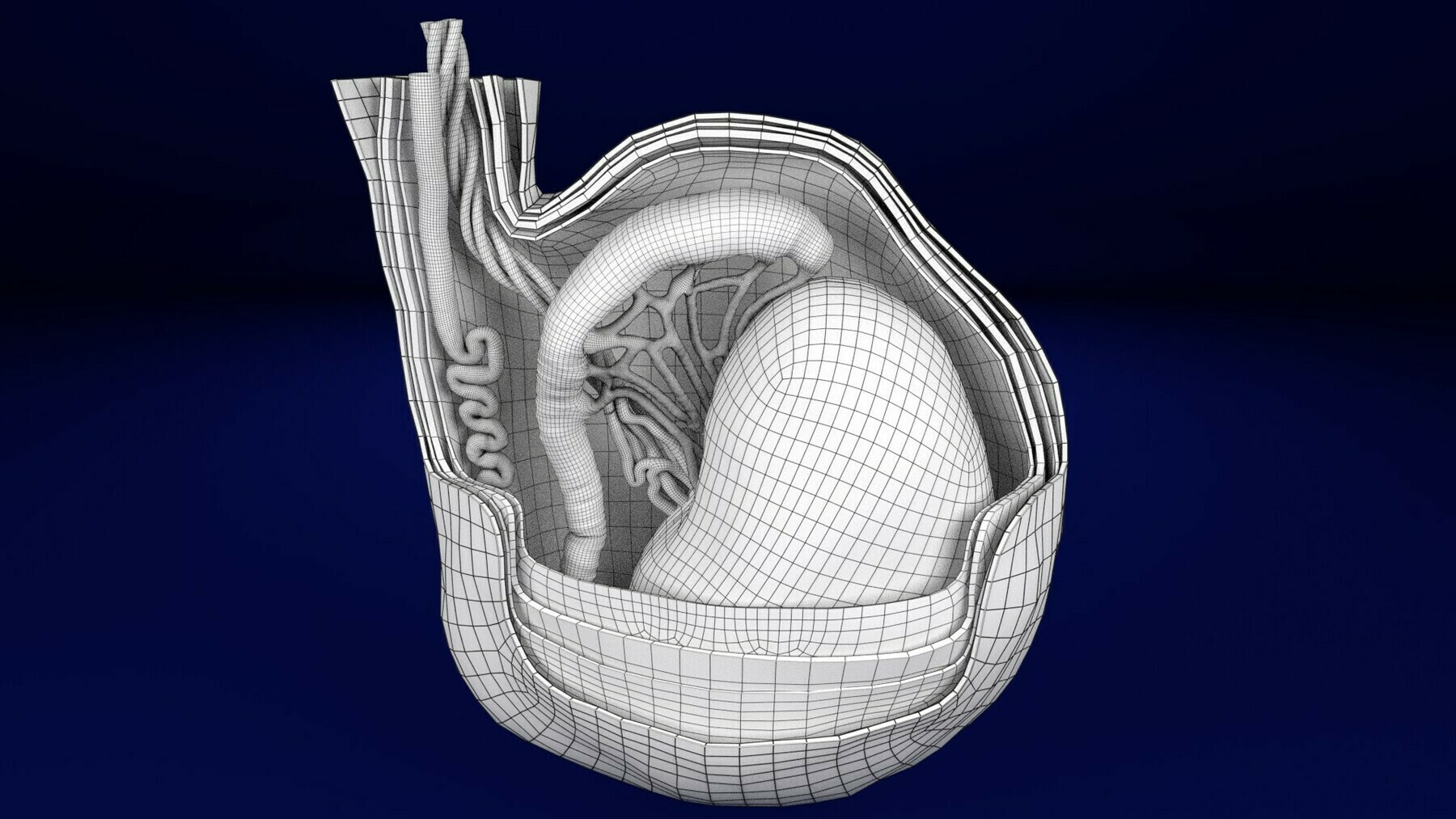 Testis With Covering Layers 3d Model Blender Market