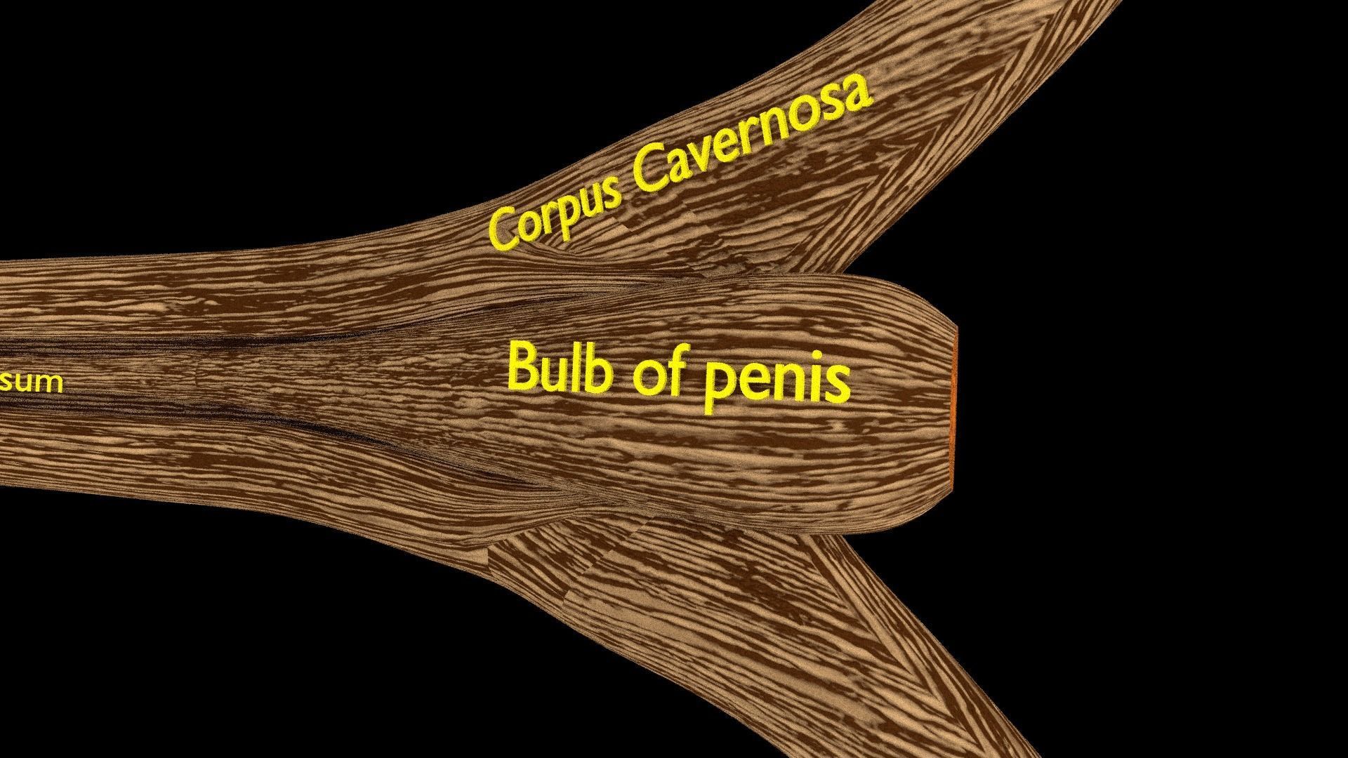Penis complete anatomy histology layers cut section 3D model - Blender ...