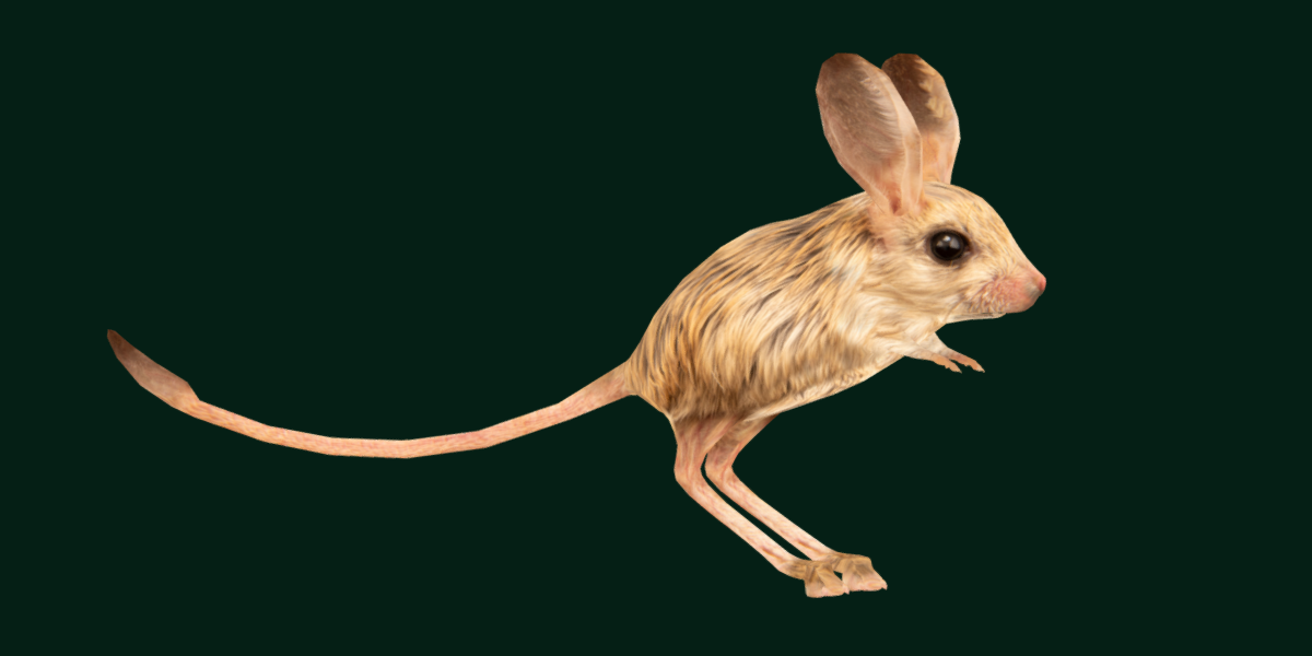 Long-eared Jerboa Rodent - Blender Market