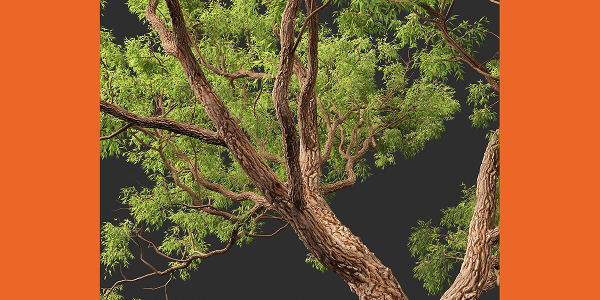 Corymbia Calophylla Marri Blender Market