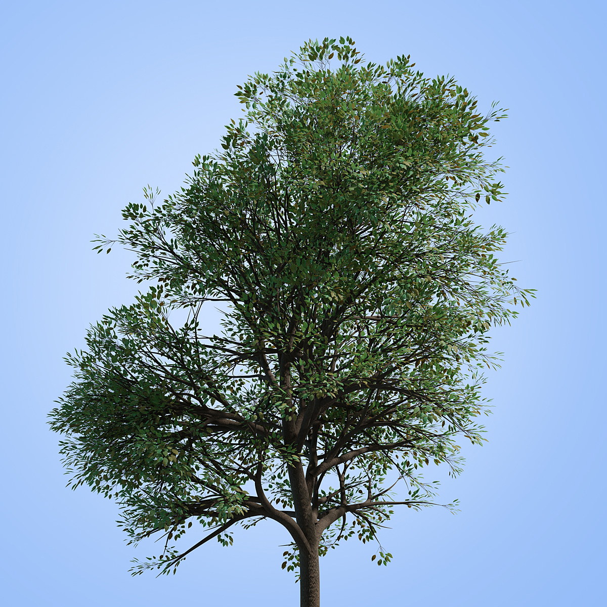 31 Trees Alpha png - Blender Market