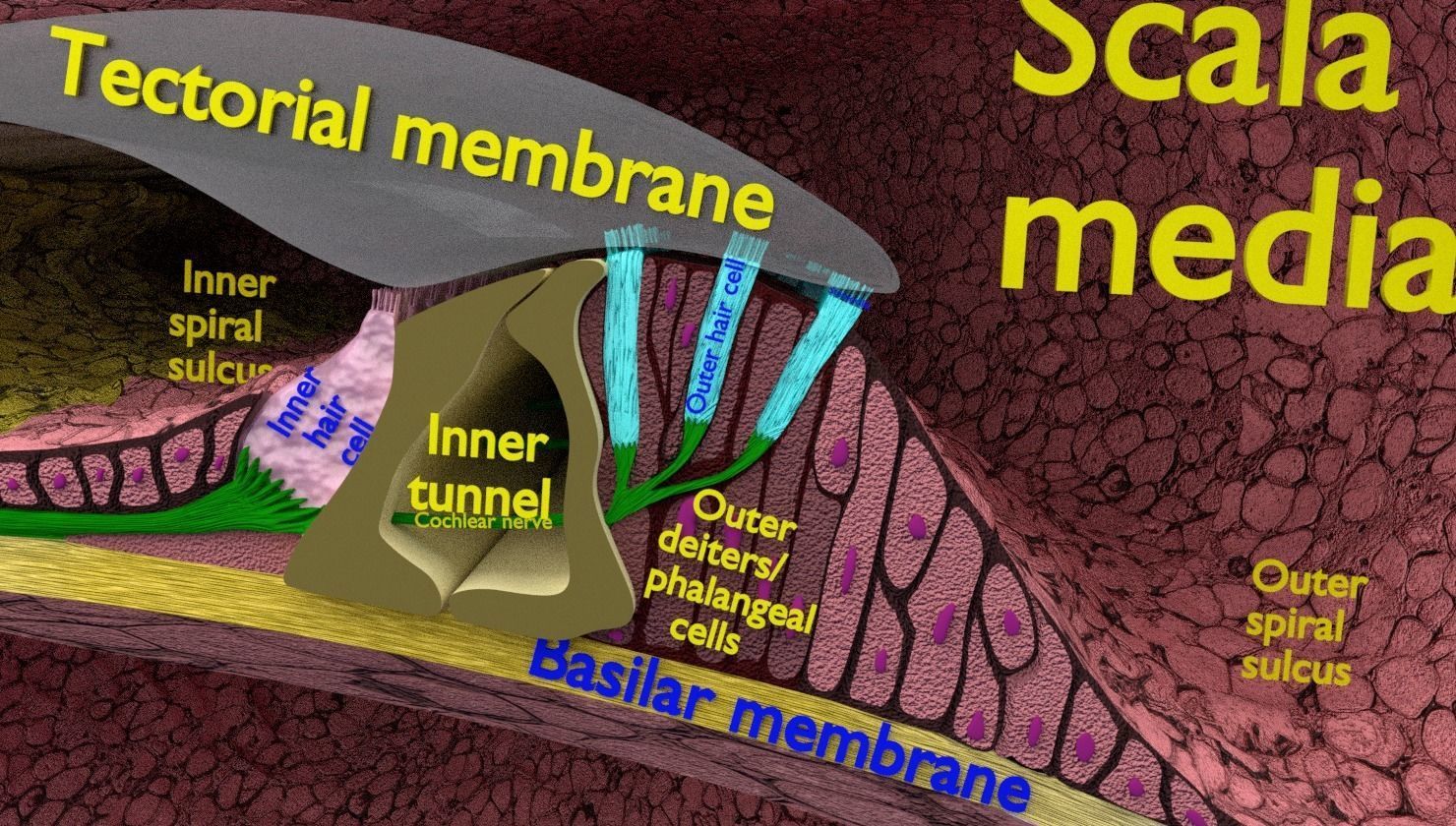 Cochlear duct organ of corti inner ear 3D model - Blender Market