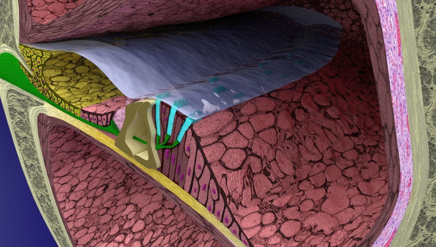 Cochlear duct organ of corti inner ear 3D model - Blender Market