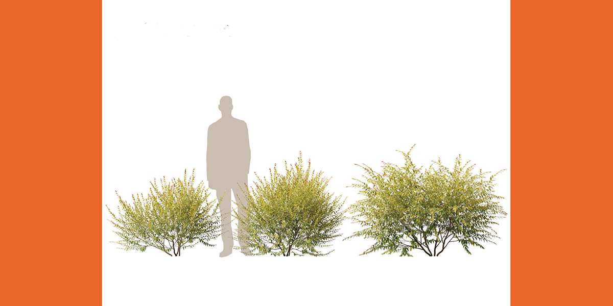 Austromyrtus dulcis - Midgen berry - Blender Market