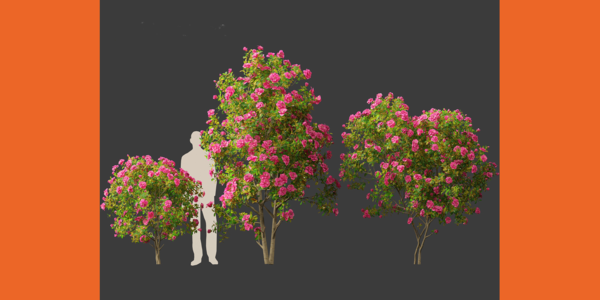 Camellia Japonica Japanese Camellia 02 Blender Market