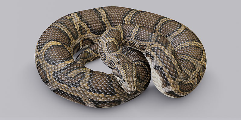 Animated Burmese Python - Blender Market