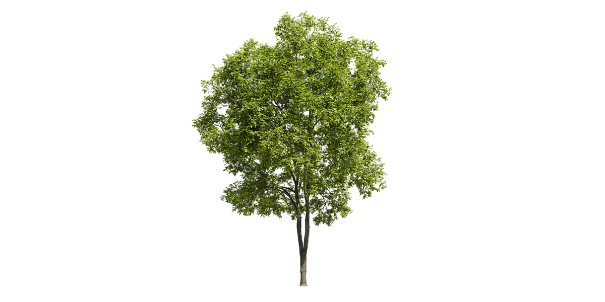 Ash tree (17m) - Blender Market