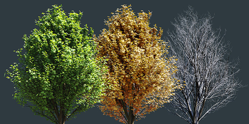 Tree and Grass Library Botaniq - Trees - Blender Market