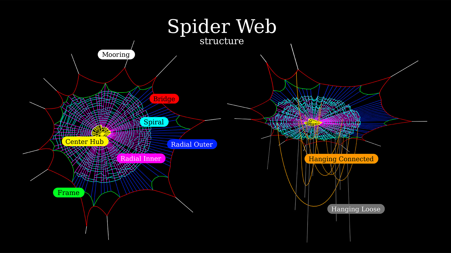 Spider Web Model