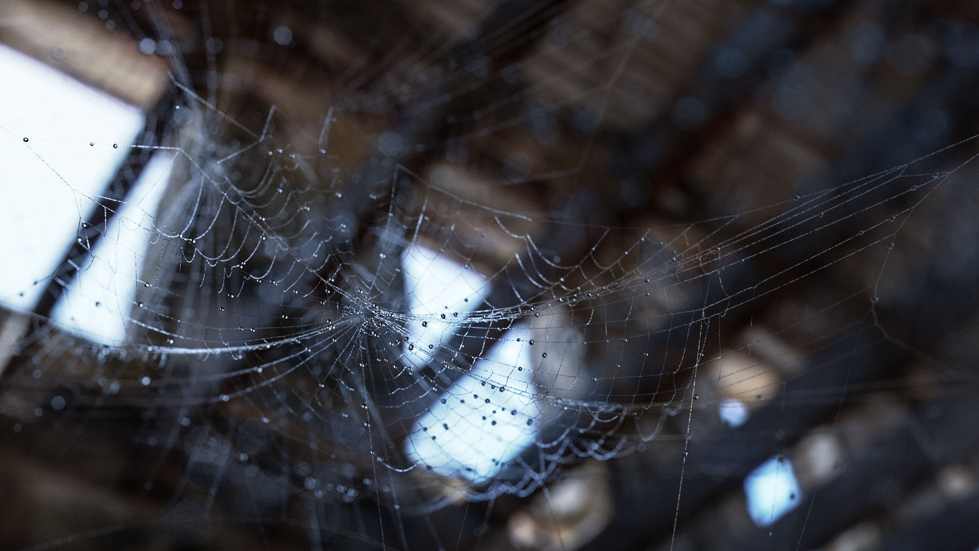 Spider Web generator - Blender Market