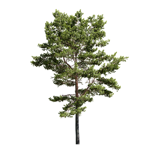 Pinus Sylvestris