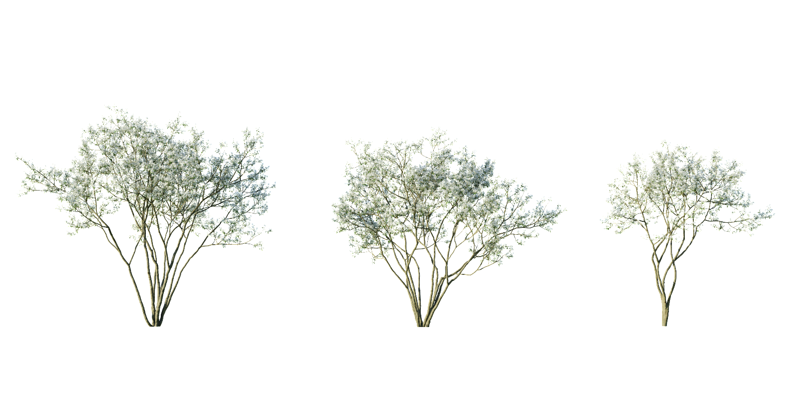 tree - small tree - Amelanchier flowering tree in 3 variations ...