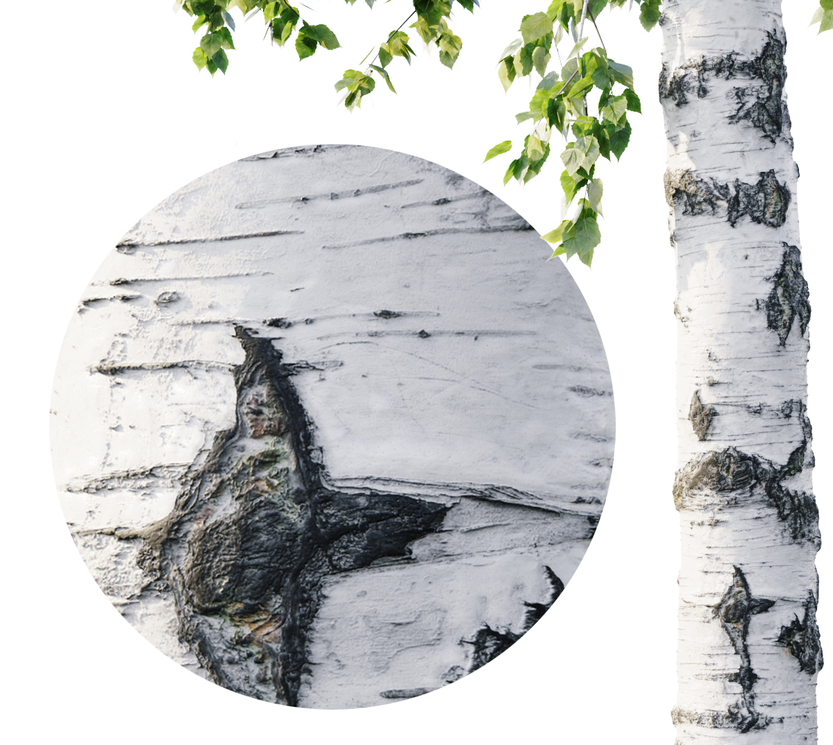 Trees And Bushes Collection Blendernation Bazaar